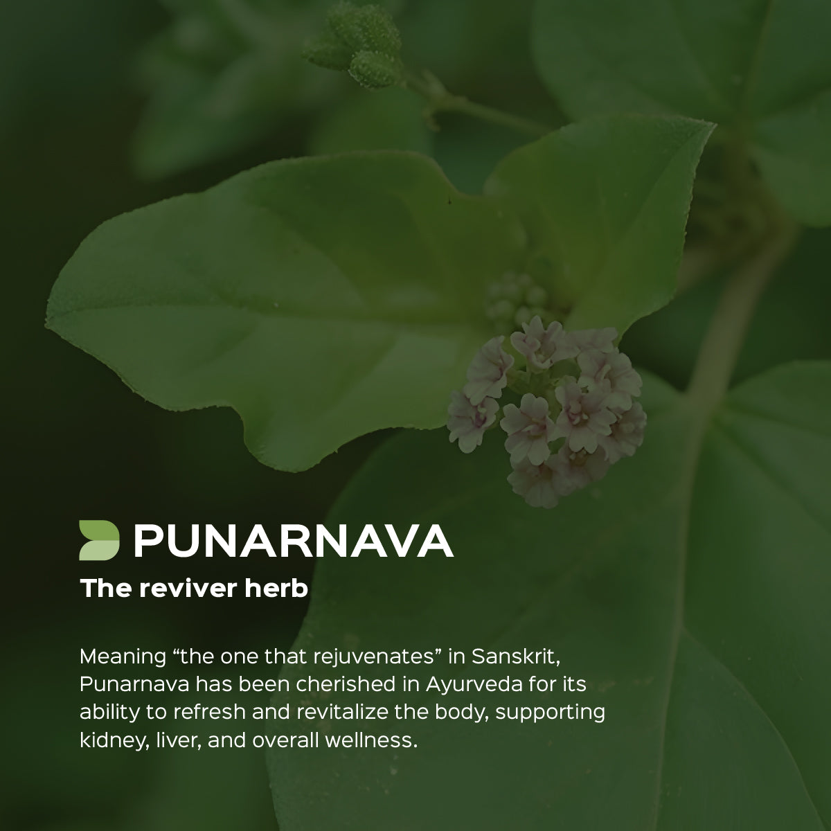 Punarnava Root Powder ( Boerhavia Diffusa ) – Bixa Botanical India