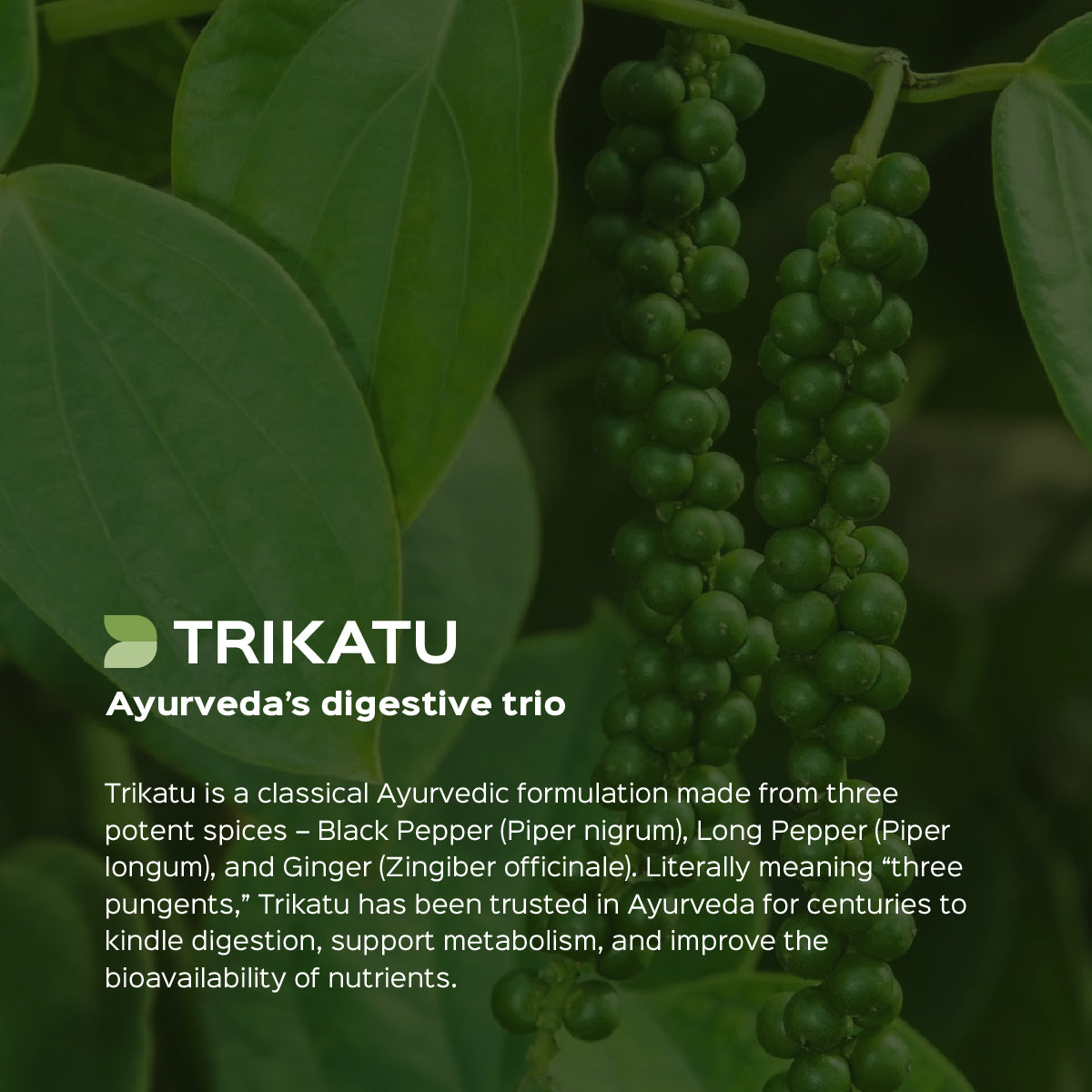 Trikatu Root & Fruits Powder ( Ginger + Kalimiri + Pippali ) – Bixa ...