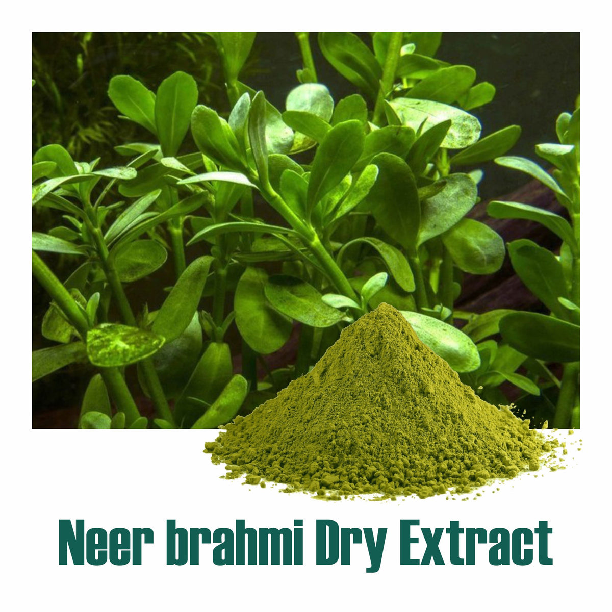 Brahmi (Bacopa Monnieri) Dry Extract - 20% Bacosides by UV – Bixa ...